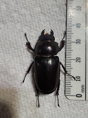 Stag Beetle Lucanus capreolus 34.52mm Female Indiana #K50 Beetle Insect ...