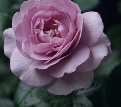 Floribunda Rose 'Blue Bajou' - 5 fresh cuttings- rare and unusual | eBay