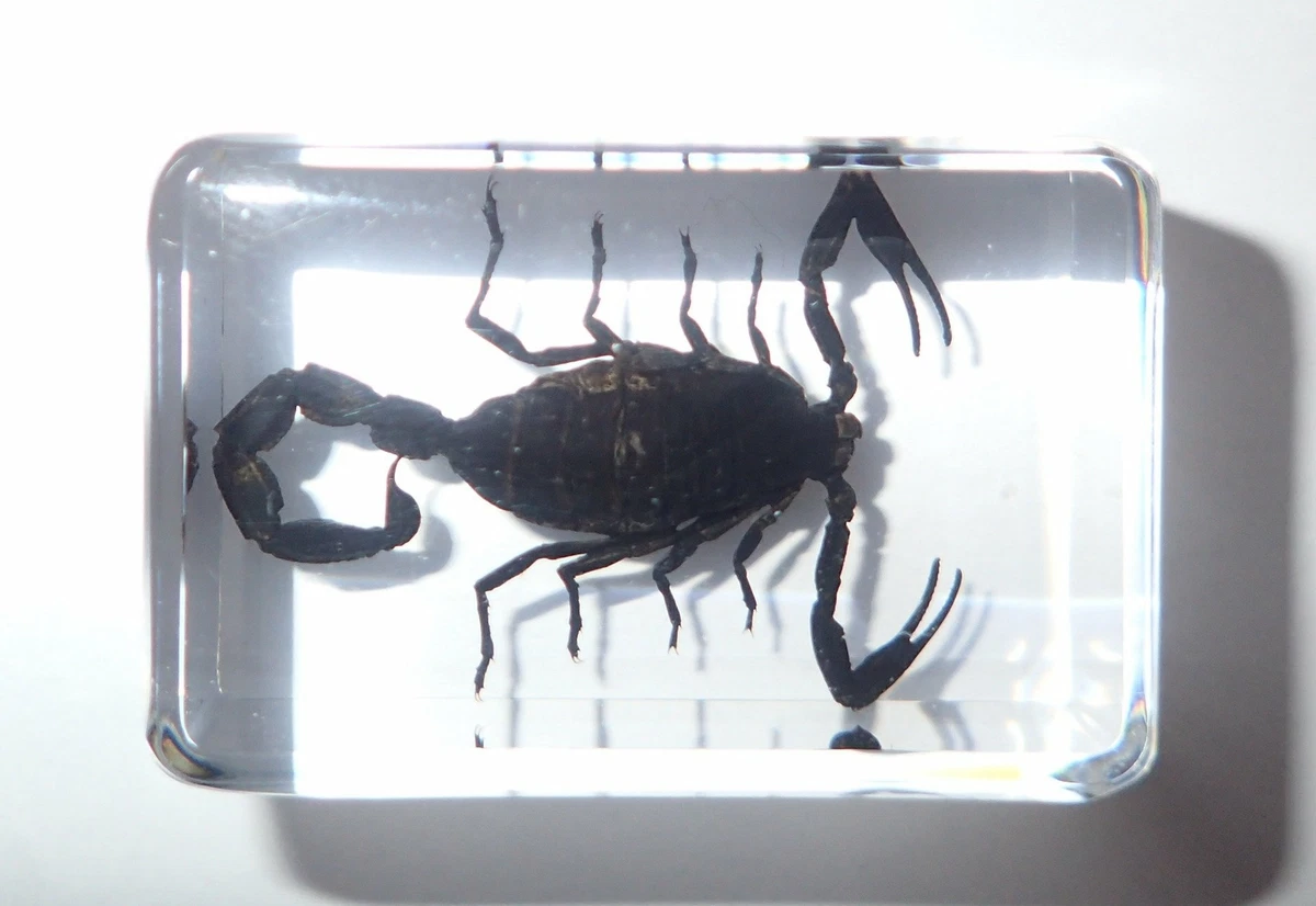 Clear Scorpion