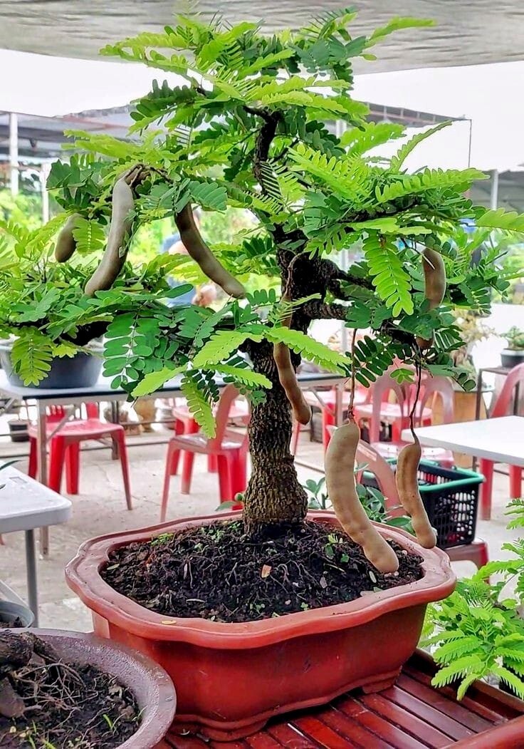 Tamarindus Indica Bonsai