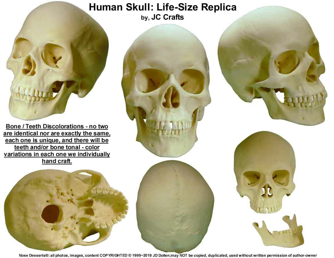 Native American Human Skull Amazon.com: SUEHOZA Skull Decor 1 PC
