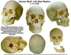 FREE SHIPPING Human Skull Replica 1:1 Life Size Detailed Human Skull ...