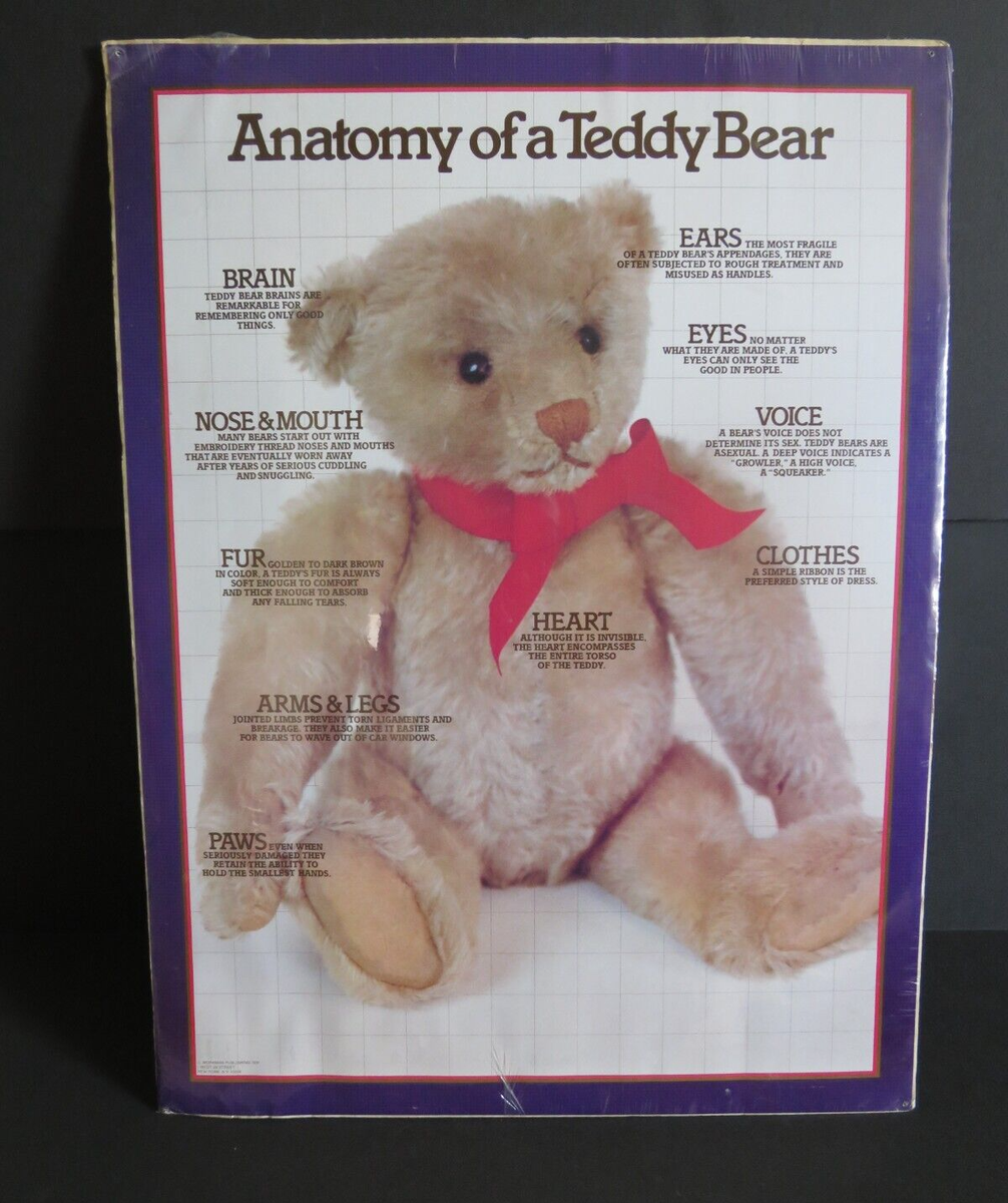 Teddy Bear Anatomy Anatomy Model Gummi Bear Skeleton Anime Assembly