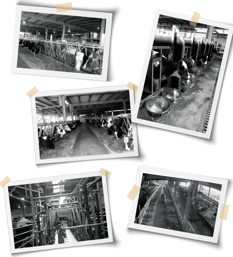 Awarded Greek Graviera cheese (Gruyere), low fat 18%, Monastery crafted ...