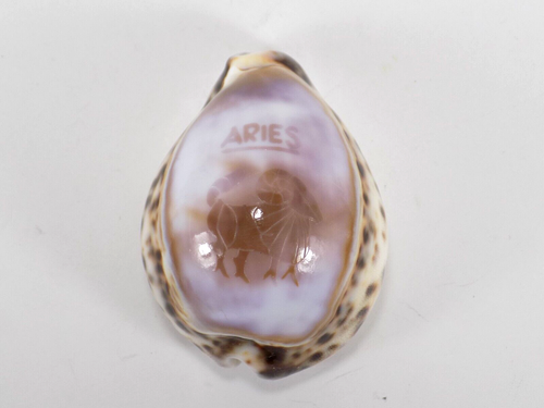 Carved Aries Zodiac Sea Shell Astrology Gift Horoscope 3" Long | eBay