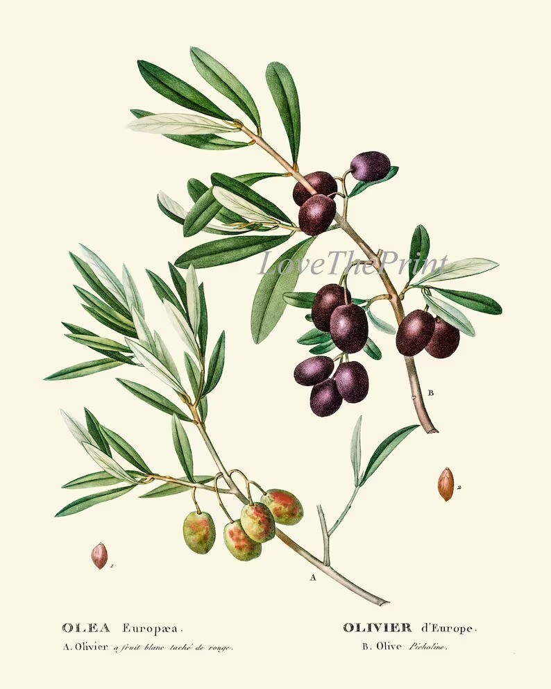 Olive Tree Branch Botanical Print Set of 4 Beautiful Antique Vintage ...