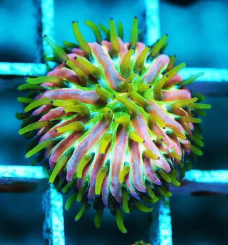 Insanity plate Coral Zoanthids Paly Zoa SPS LPS Corals, WYSIWYG | eBay