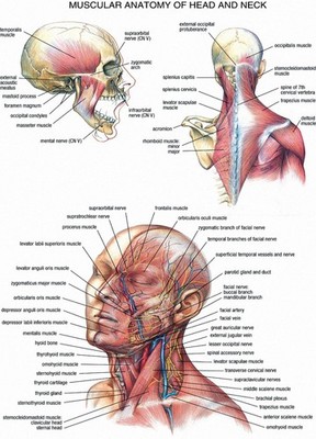 MUSCULAR ANATOMY OF HEAD AND NECK Poster Prin Wall Decor Art Canvas ...