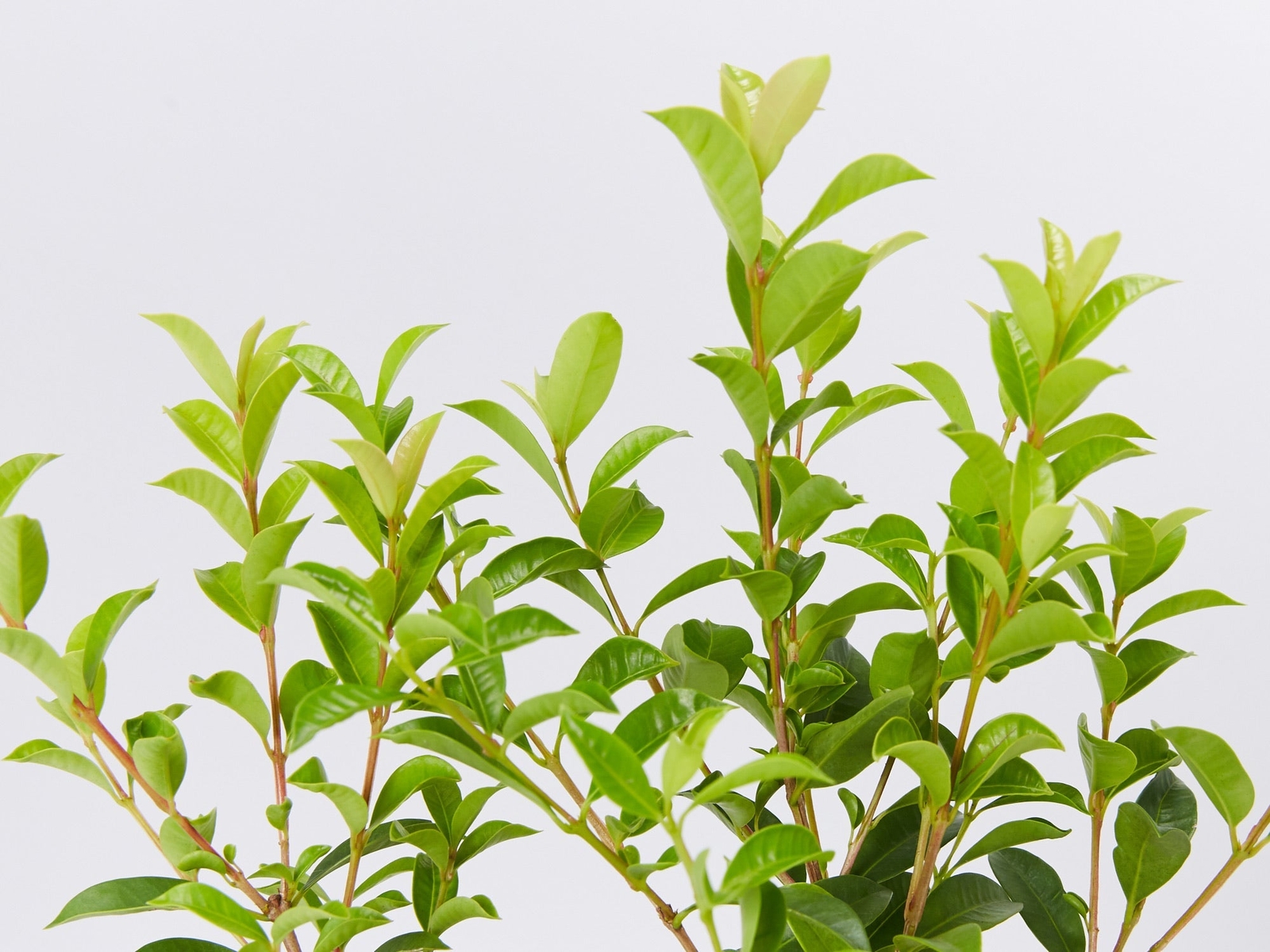 Syzygium 'Aussie Compact' Lilly Pilly Medium Hedge Pack | eBay