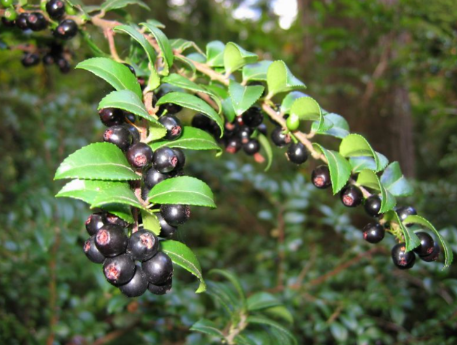 Wild Huckleberry Live Plant - 3-6" Tall - 3" Pot - Native Edible Berry ...