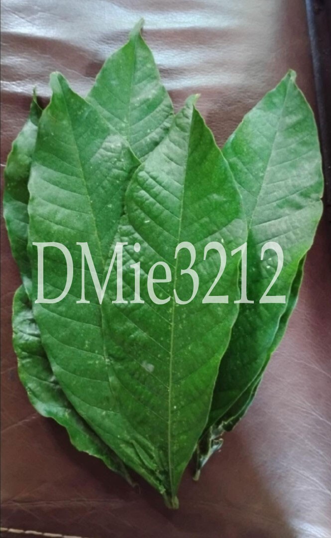 Fresh Ackee leaves, herbal tea, antioxidant, anti-inflammatory, skin ...