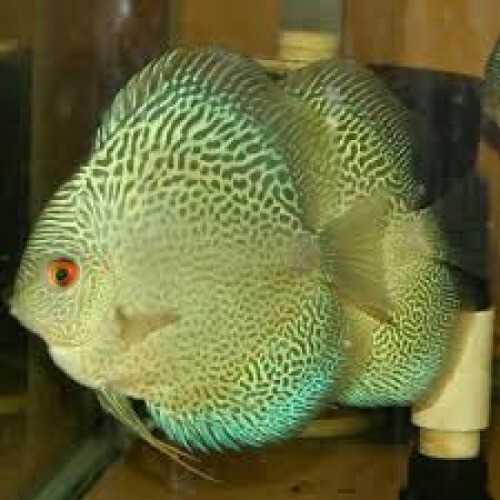 High Quality Blue Snakeskin Discus Fish. - 3.5in . USA BREEDER | eBay