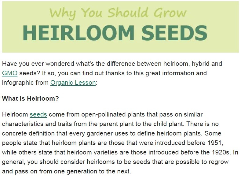 Sunflower MEXICAN TORCH Bees, Butterflies, Hummingbirds USA Non-GMO 100 ...