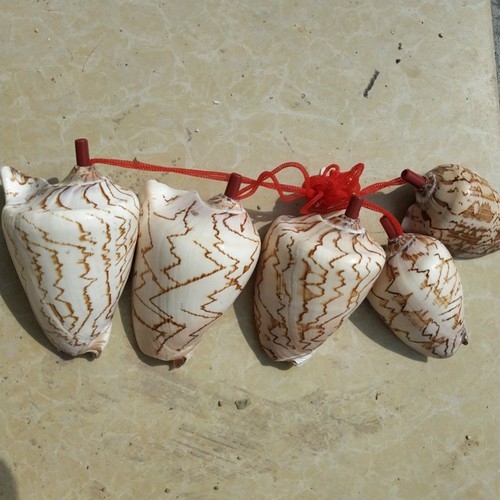 1X Natural Conch Horn Whistle Shells Sea Snail Toy Novelty Gift Tool ...