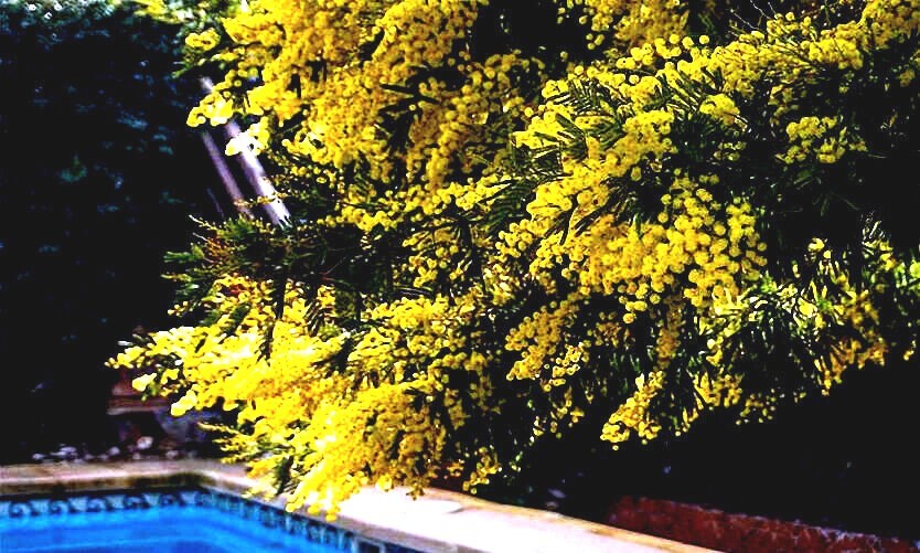 10 GOLDEN MIMOSA Tree Seeds Acacia baileyana Yellow Wattle Flower Fast ...