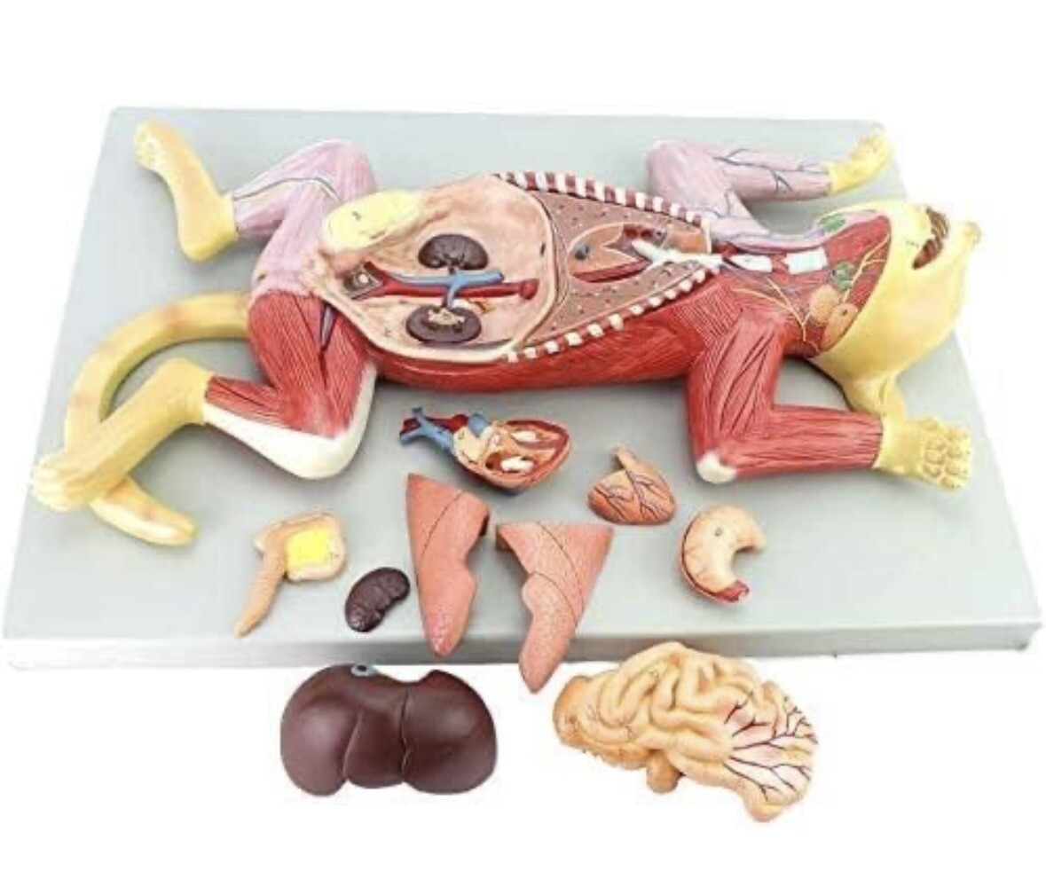 Cat Skeleton & Anatomy Model Kit - Perfect Animal Anatomical Model cat ...