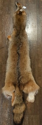 Tanned Eastern coyote pelt. Wild Country Fur Cabin Craft Hide. Nice No ...