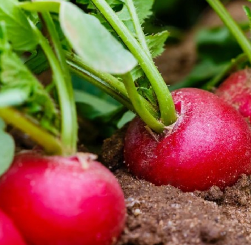 2,000 Crimson Giant Radish - Big Round Red Radish Seeds | eBay