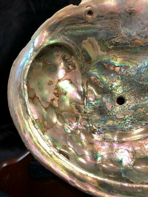 Natural Abalone Shell 8.5" x 6.5" Iridescent Crafting Smudging Beach ...