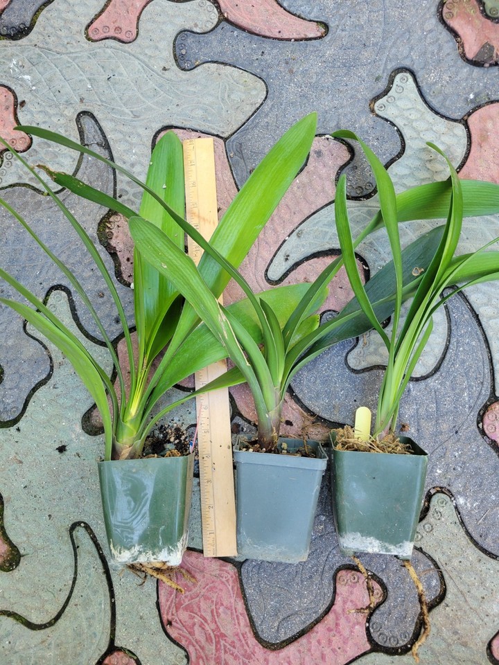 Clivia hybrids lost tags flower 4 pot size about 14 inches tall | eBay
