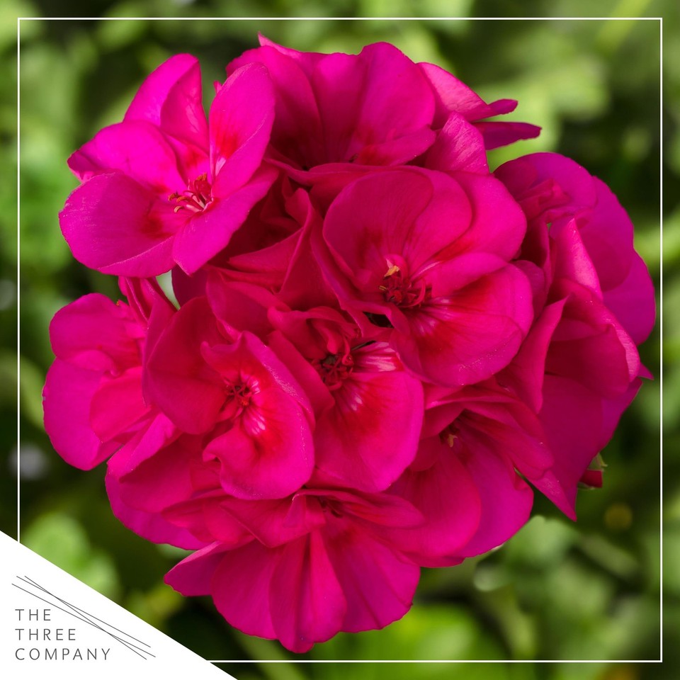Live Flowering Zonal Geraniums - Pink (2 Plants Per Pack) - Beautiful ...