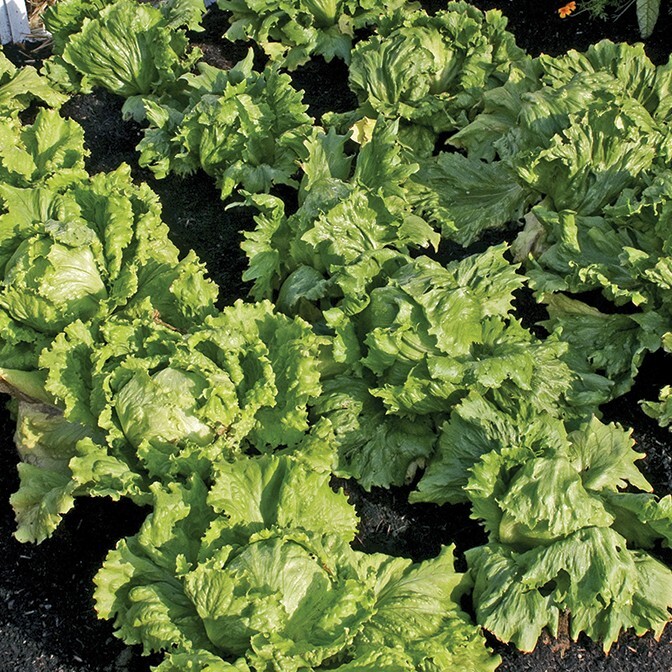 Lettuce plants 'Webbs Wonderful' - 6 x MEDIUM plug vegetable plants ...