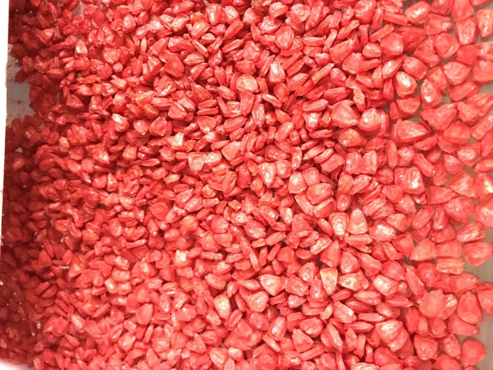 700 Seeds, 8oz. G90 Hybrid Sweet Corn Seed Bicolor Treated 95% Germ. | eBay