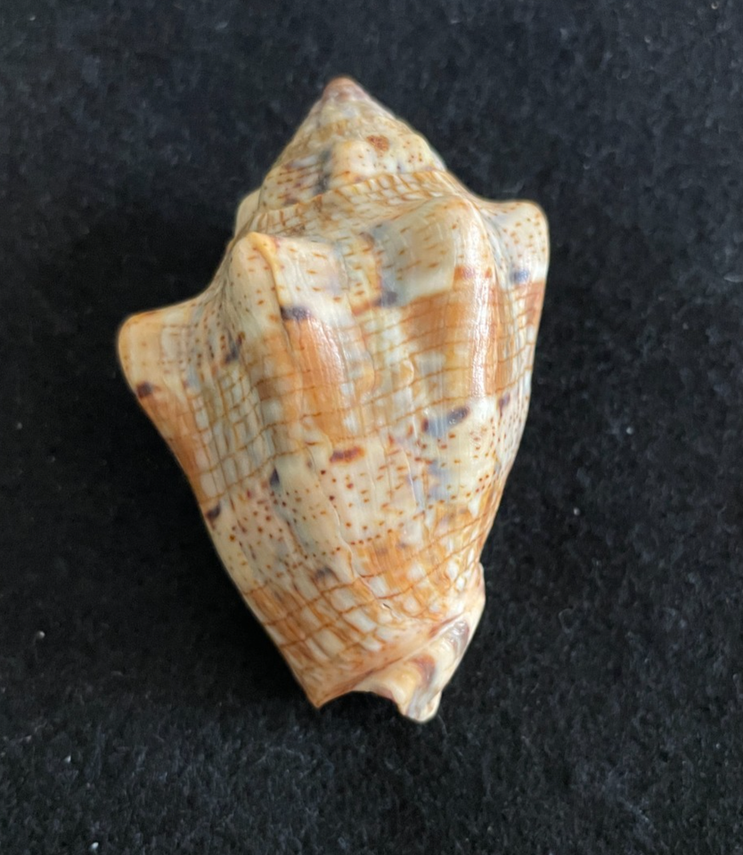 Voluta musica Linne 62 mm Venezuela Damaged Lip | eBay