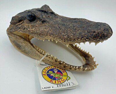 Alligator Gator Head 6 - 7" Genuine Real #10 American Taxidermy Reptile ...