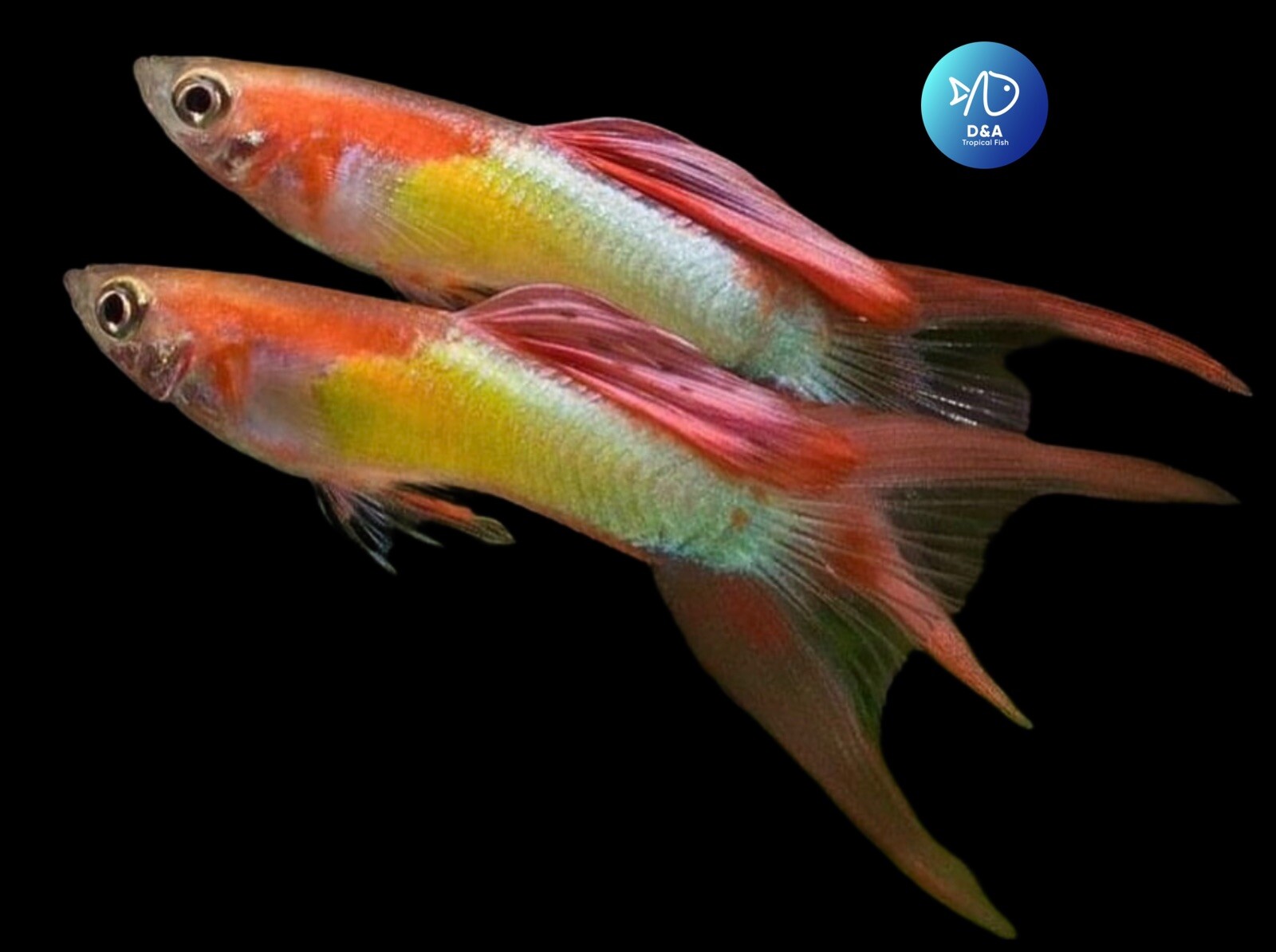 1 Trio- Japan Blue Red Double Swordtail- Live Guppy Fish High Quality ...