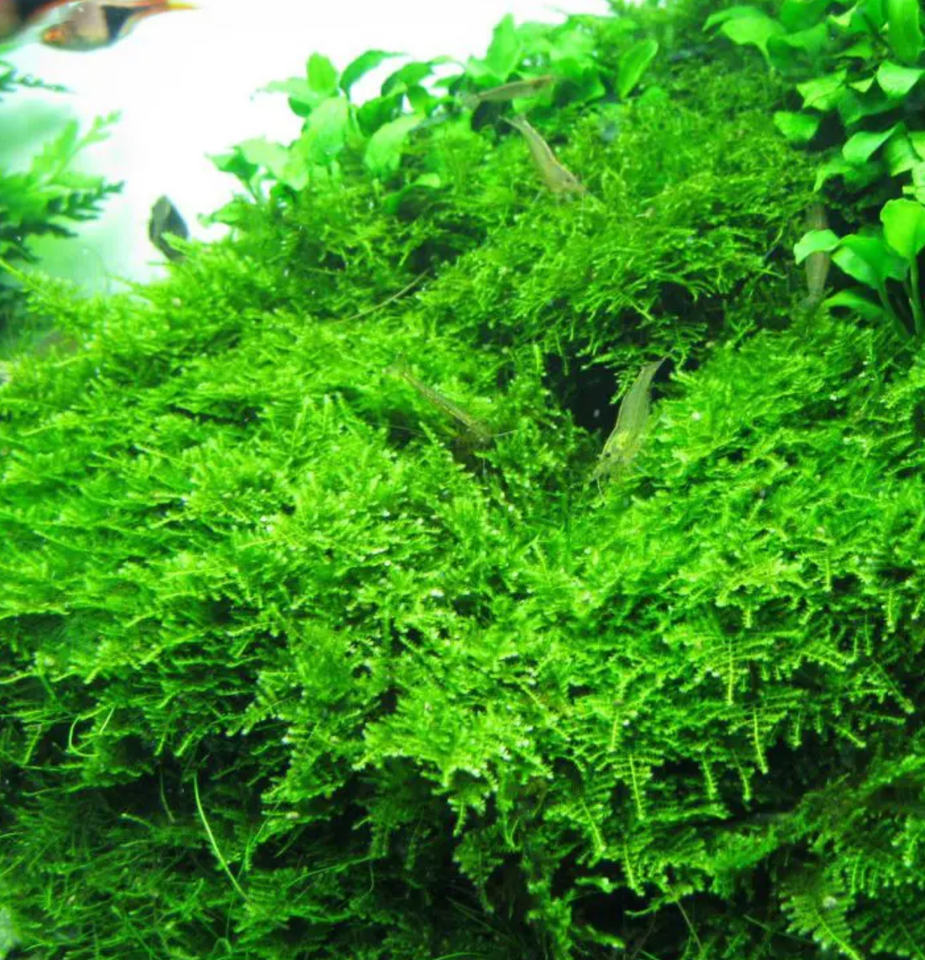 Java Moss Vesicularia Dubyana Easy Live Aquarium Moss Plant SHRIMP SAFE ...