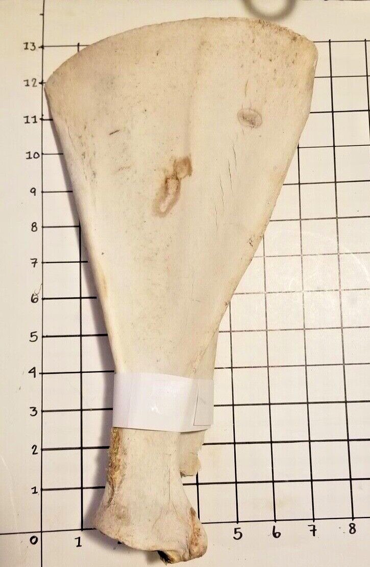 Large Wild Animal Bones - Deer and Elk - Skulls - Rib Cages - Backbone ...