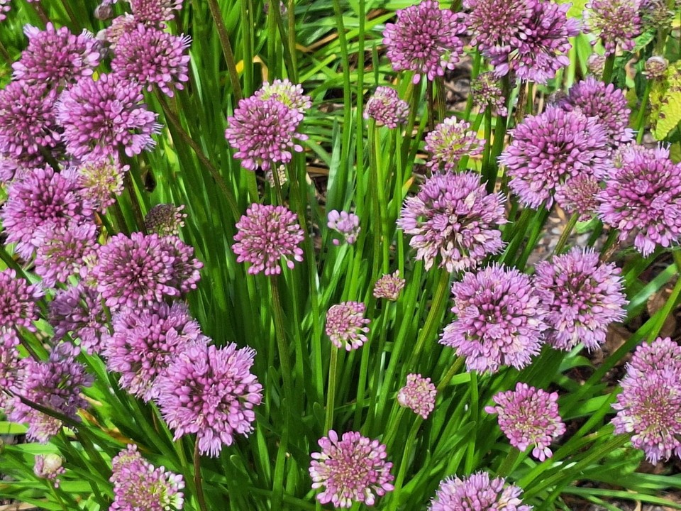 ALLIUM MILLENIUM LAVENDER FLOWERS 200 SEEDS, ORNAMENTAL ONION, HARDY | eBay