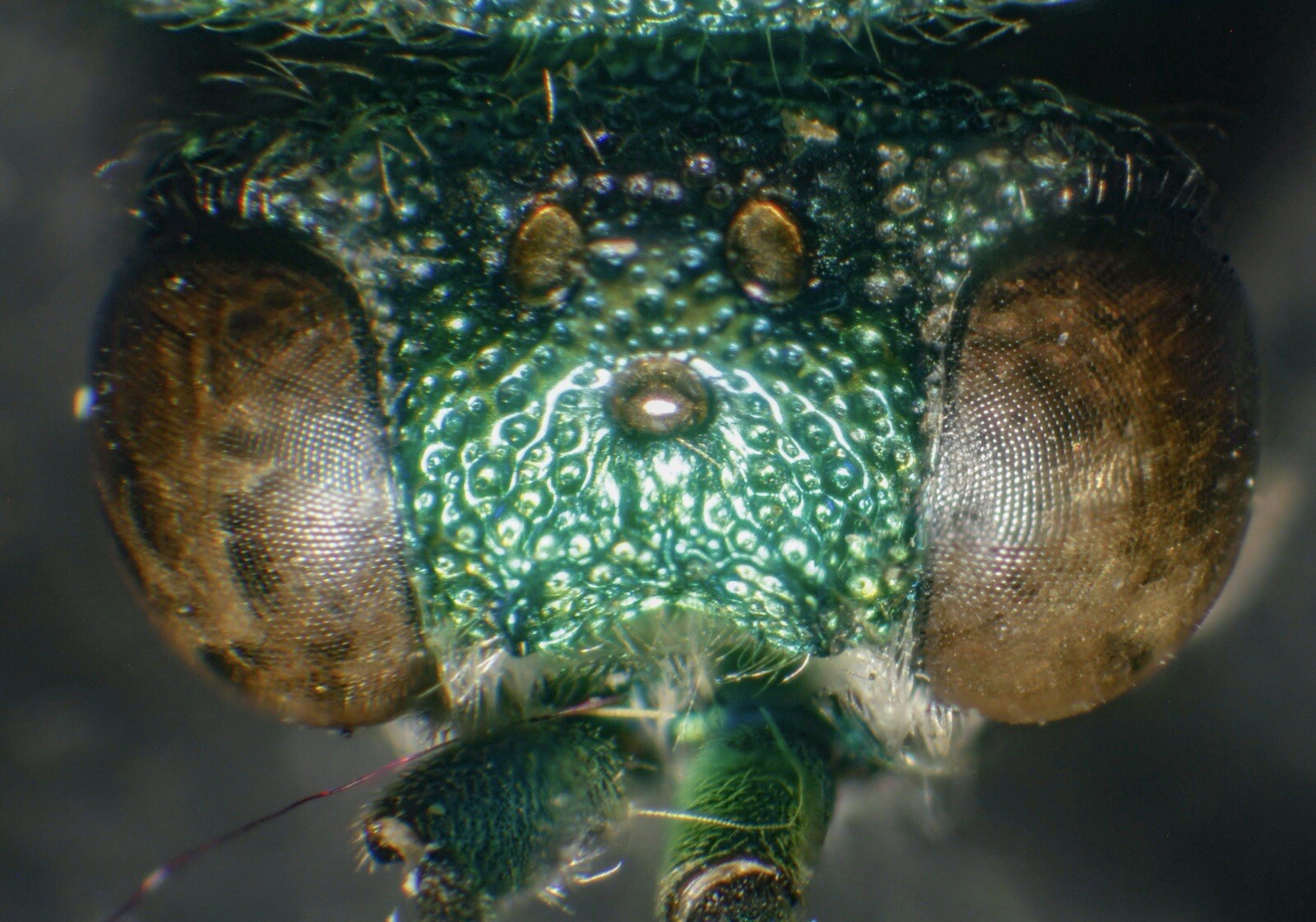 Antique Microscope Slide of an Emerald Green Fly | eBay