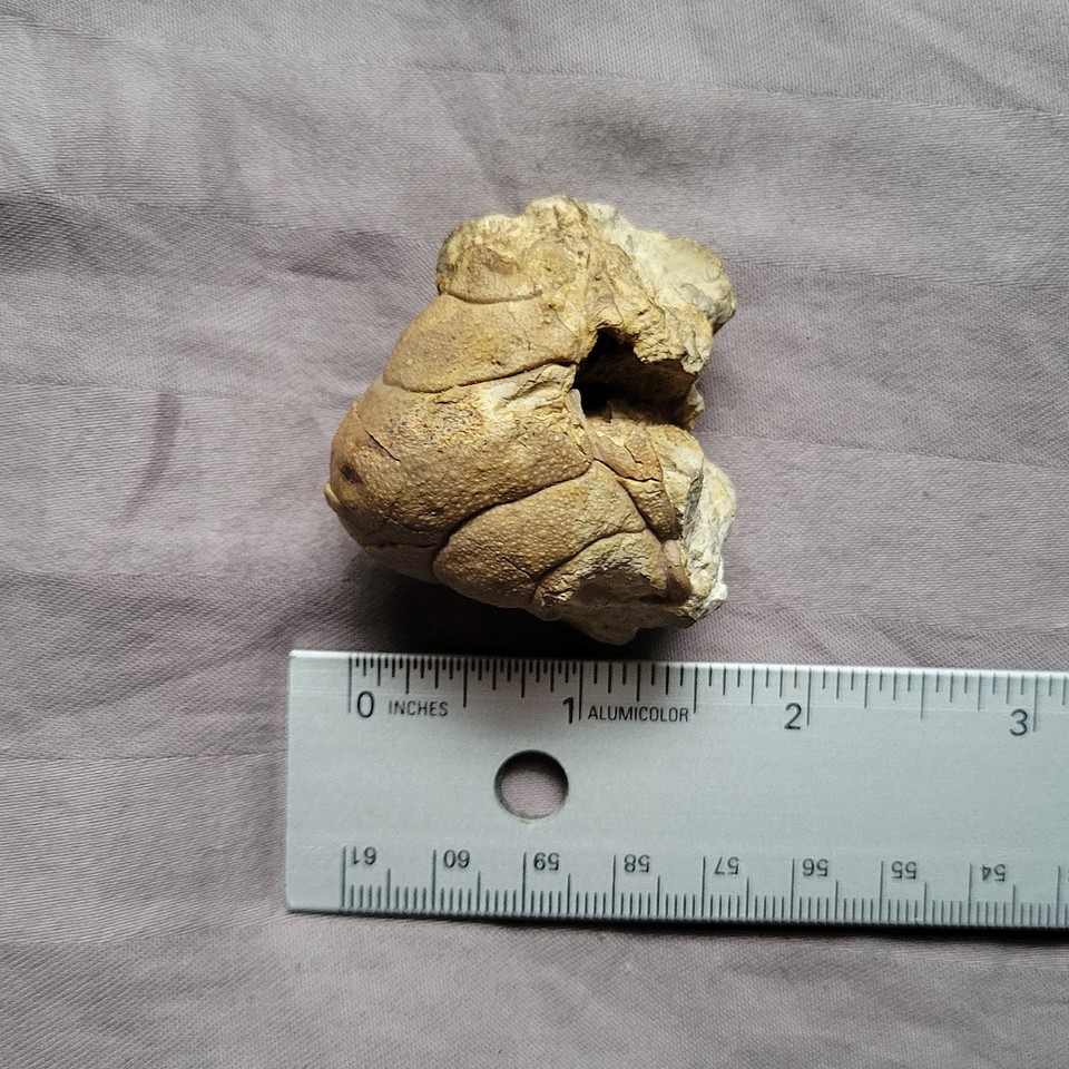 Ultra Rare Partial Amphilichas Lichid Trilobite Fossil Head From ...