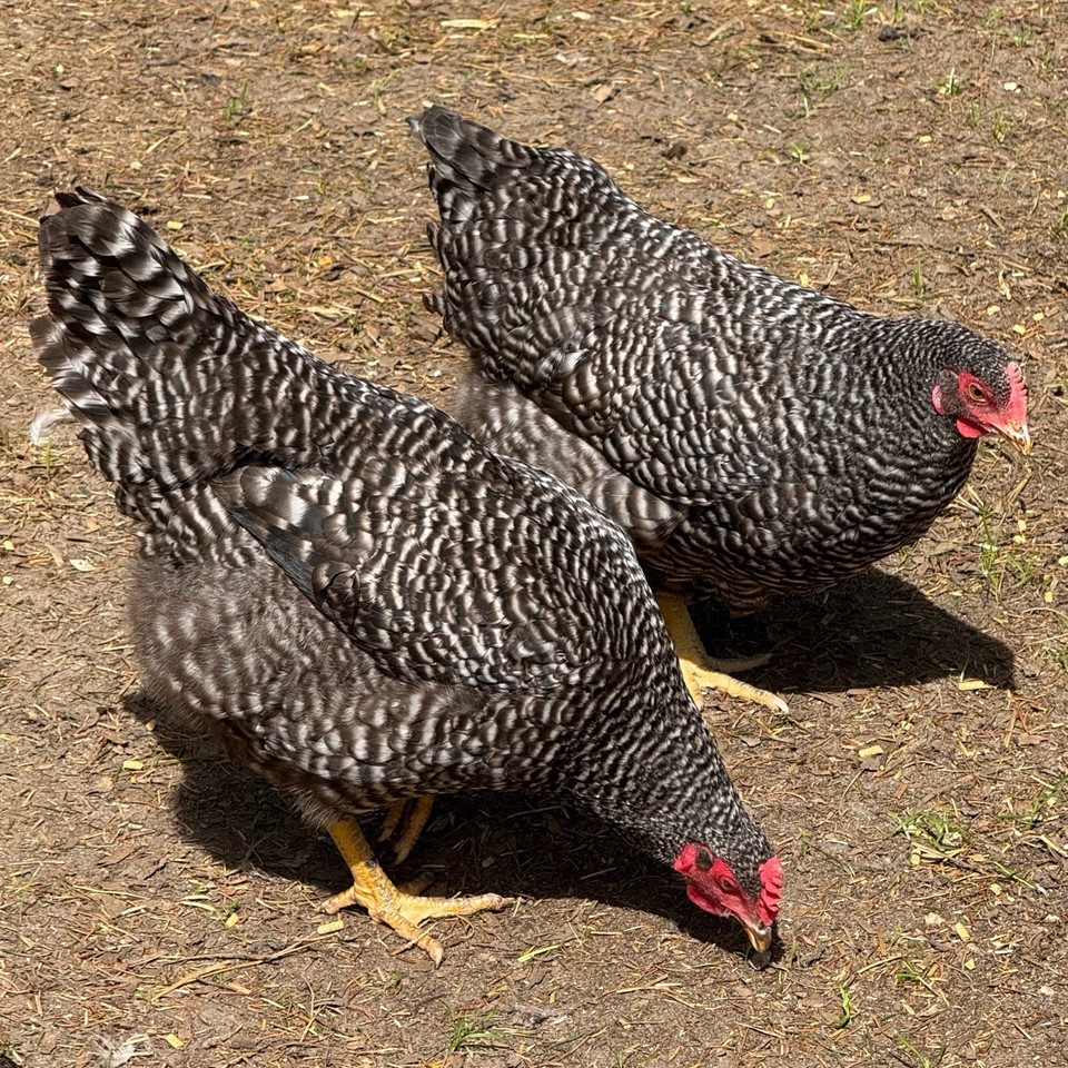 6+ Heritage Plymouth Rock Hatching Eggs NPIP | eBay