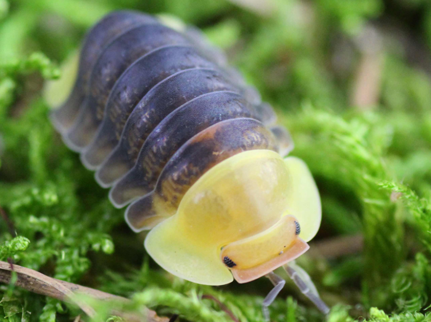 6–25 ct Rubber Ducky Isopods | Bioactive Cleanup Crew | Live Guarantee ...