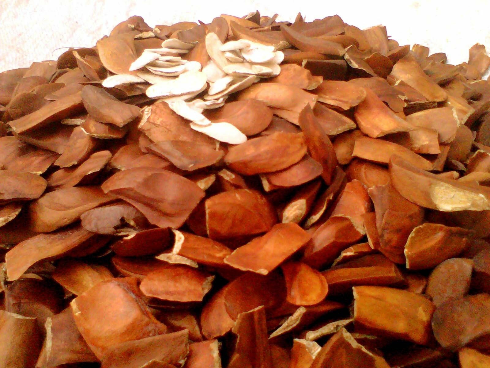 POWDER Mahogany Sky Fruits Swietenia Mahagoni Mahoni Organic Wild ...