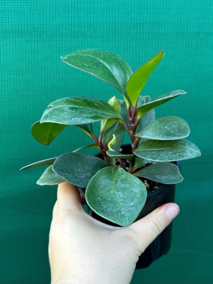 Peperomia ‘Red Edge’ (Established Plant) EASY CARE PLANT | eBay Australia