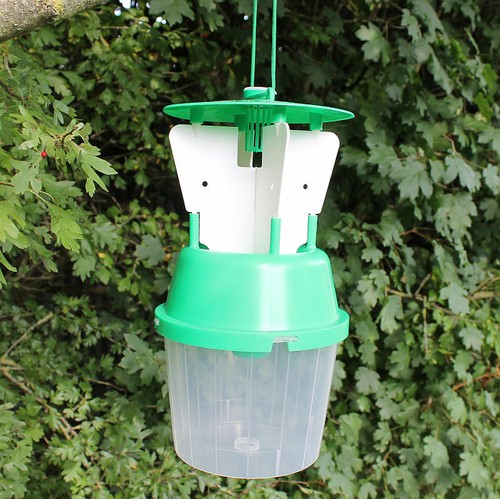 Raspberry Beetle Trap Insect Control Attractant Lures | eBay UK