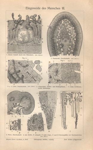 Eingeweide des Menschen I-IV Baucheingeweide Brust Hals Arzt Anatomie ...