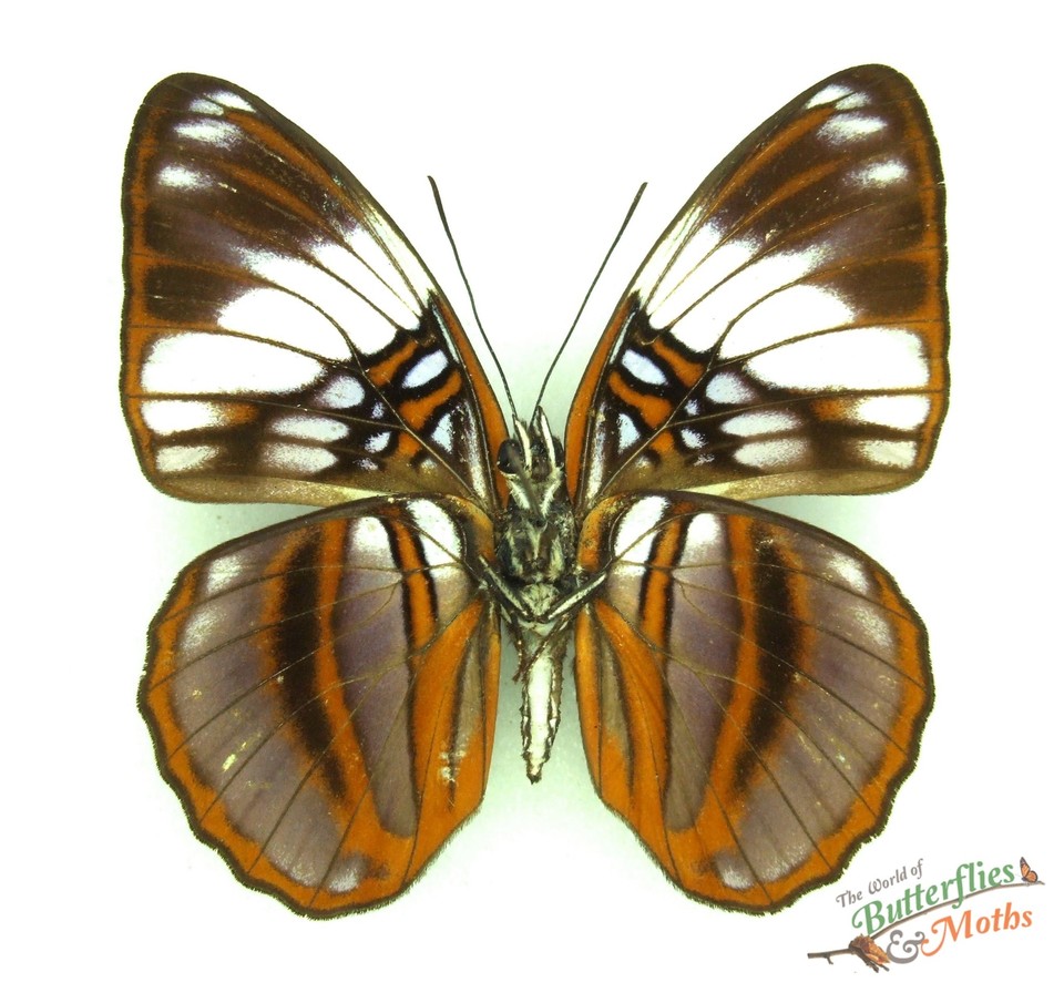 Adelpha epione SET x1 Male A1- butterfly nymphalidae art #j01b | eBay