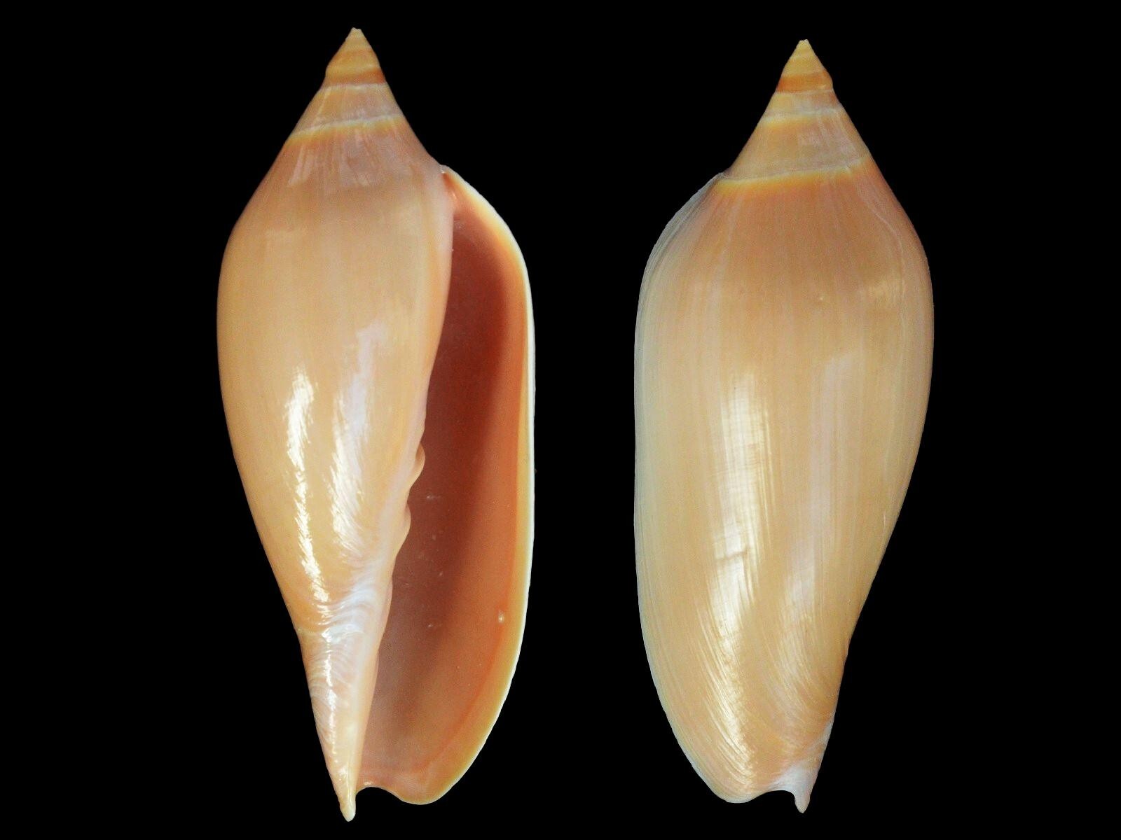 Amoria molleri molleri - Shells from all over the World NEW!!! | eBay.de