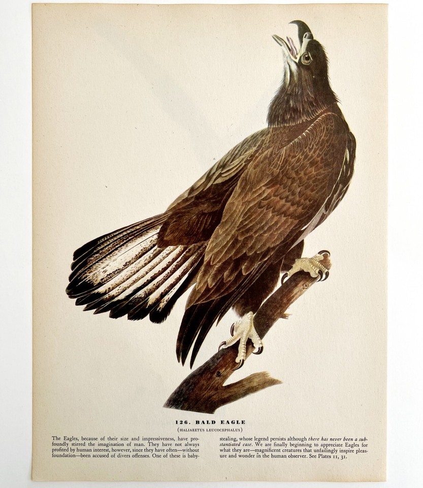 Bald Eagle #2 Bird 1946 Color Plate Print John James Audubon Nature ...