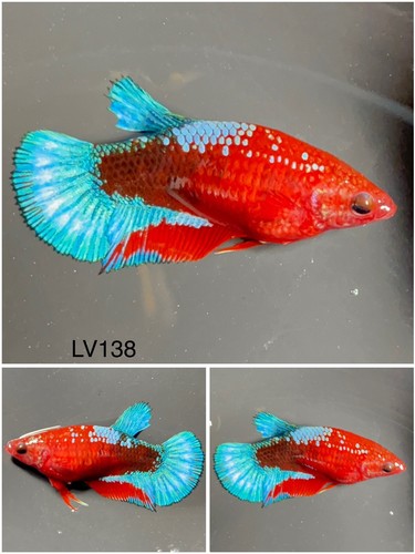 Female Betta Live Fish - Koi Red Fancy HMPK - LV138 - For Sorority ...