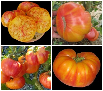 Томат Virginia Sweets Вирджинский сладкий Семена Tomate Samen Seeds | eBay