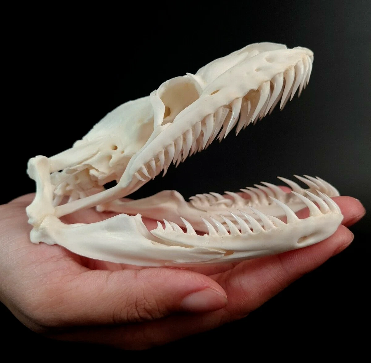 Ball Python Skeleton
