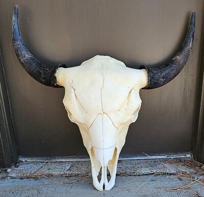 Real Bison Skull - American Bison / Buffalo | eBay