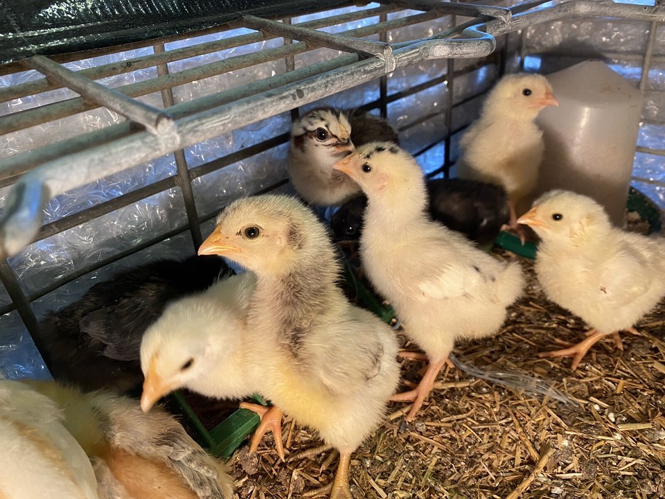 9 X fertile White Leghorn Chicken Eggs large Fowl Great 💥Layers | eBay UK