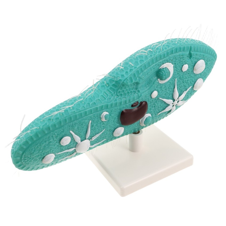 Paramecium Model: Paramecium Anatomy Model With Stand Educational ...